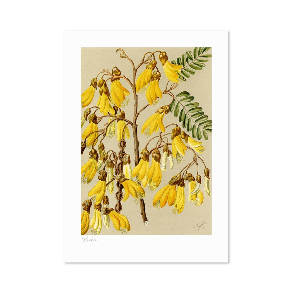 Botanical Illustration Kowhai A3 Print - cravehome